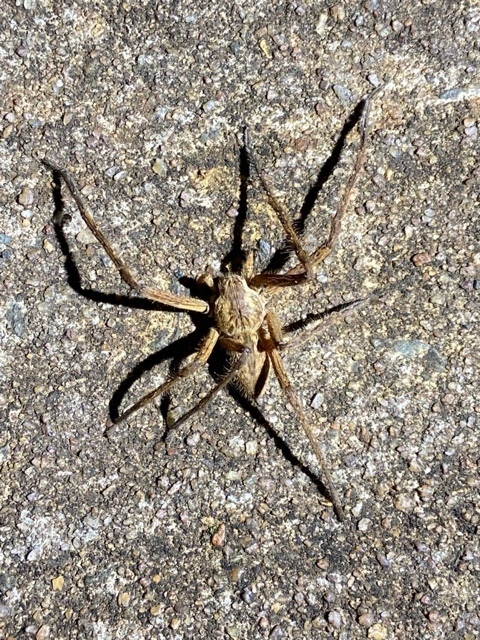 Arid rain spider from Yellowwood Road, Dolphin Coast/Ballito, KZN, ZA ...