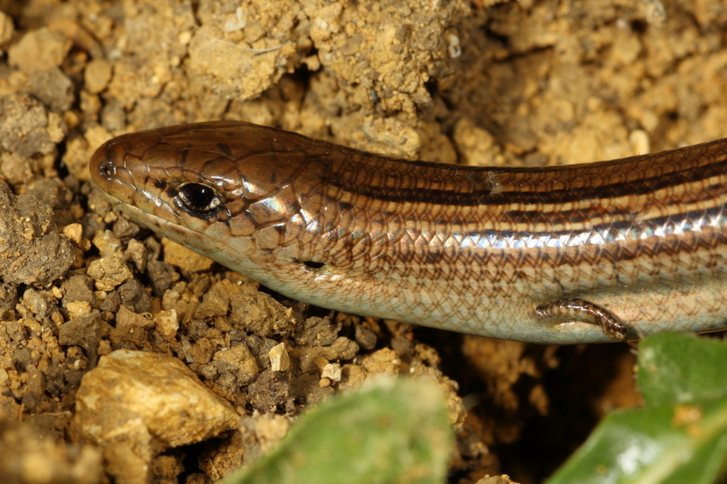 Italian Three-toed Skink from Città Metropolitana di Roma, Italia on ...