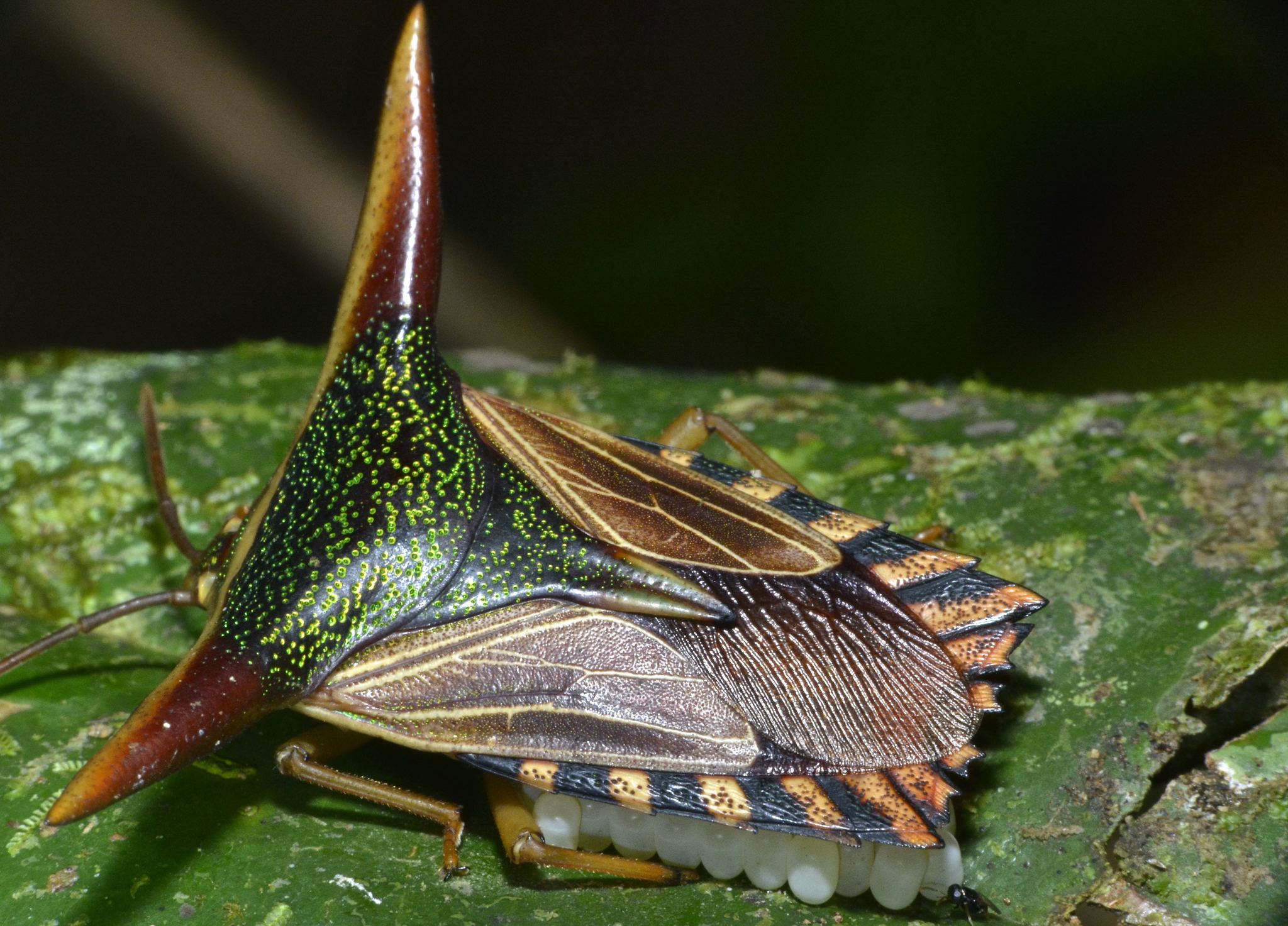 Pygoplatys Dallas, 1851