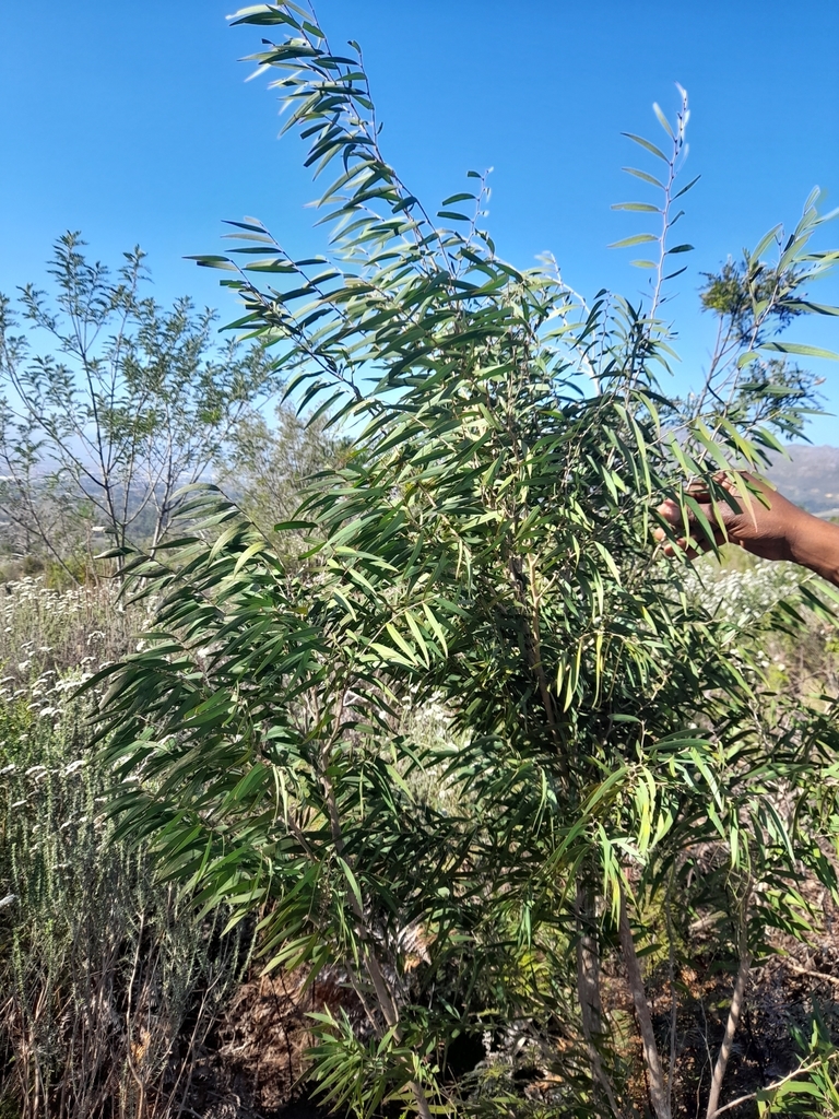 Western Australian Peppermint from Tokai, Cape Town, South Africa on ...