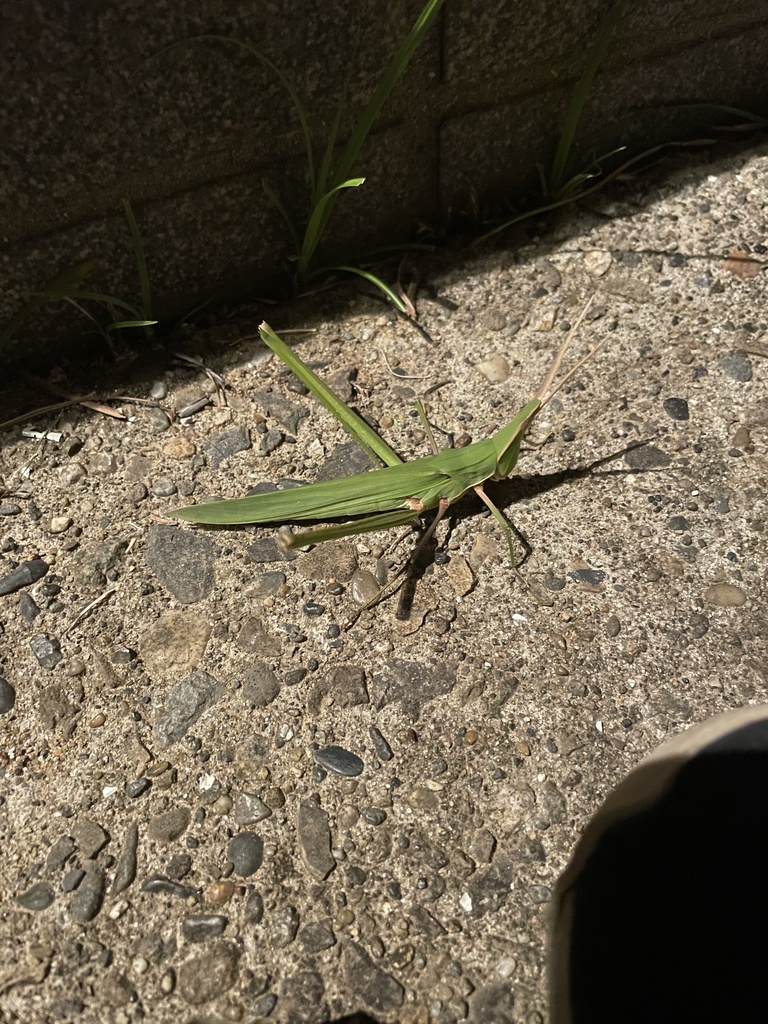 Oriental Longheaded Locust from Kobayashi, Inzai, Chiba, JP on August 4 ...