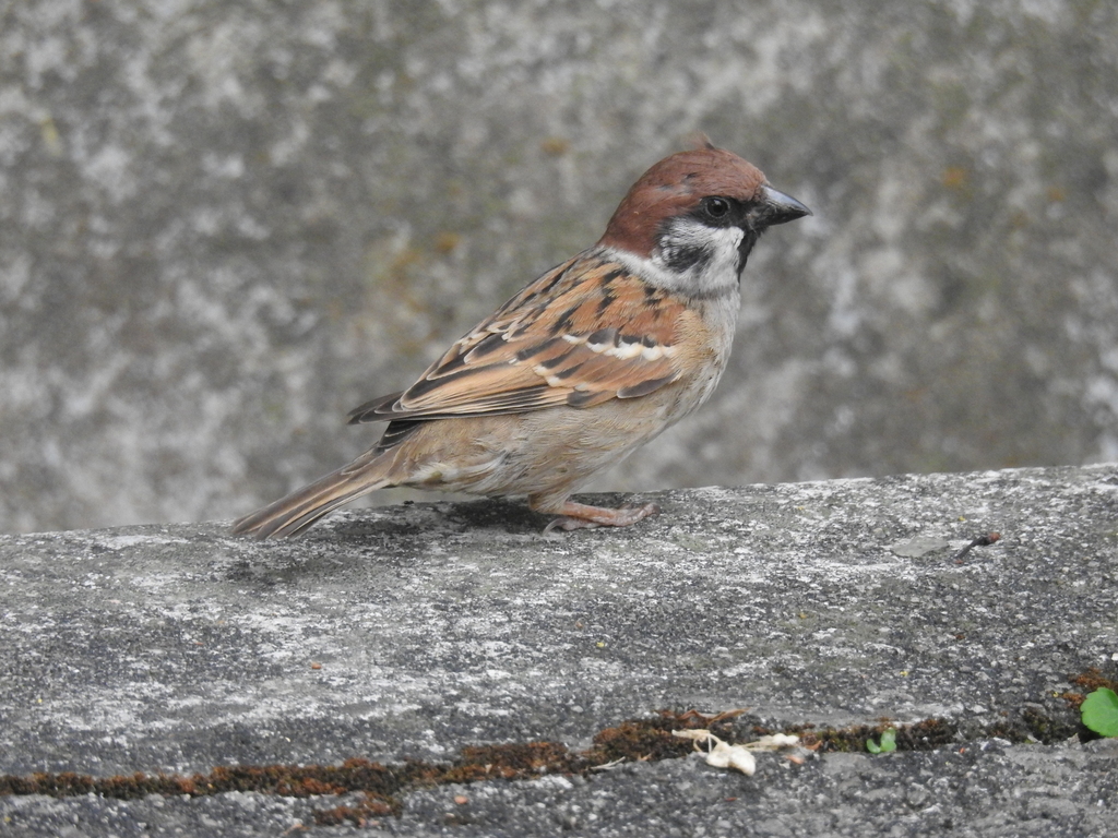 Eurasian Tree Sparrow from Lung Fu Shan, Hong Kong on April 6, 2018 at ...