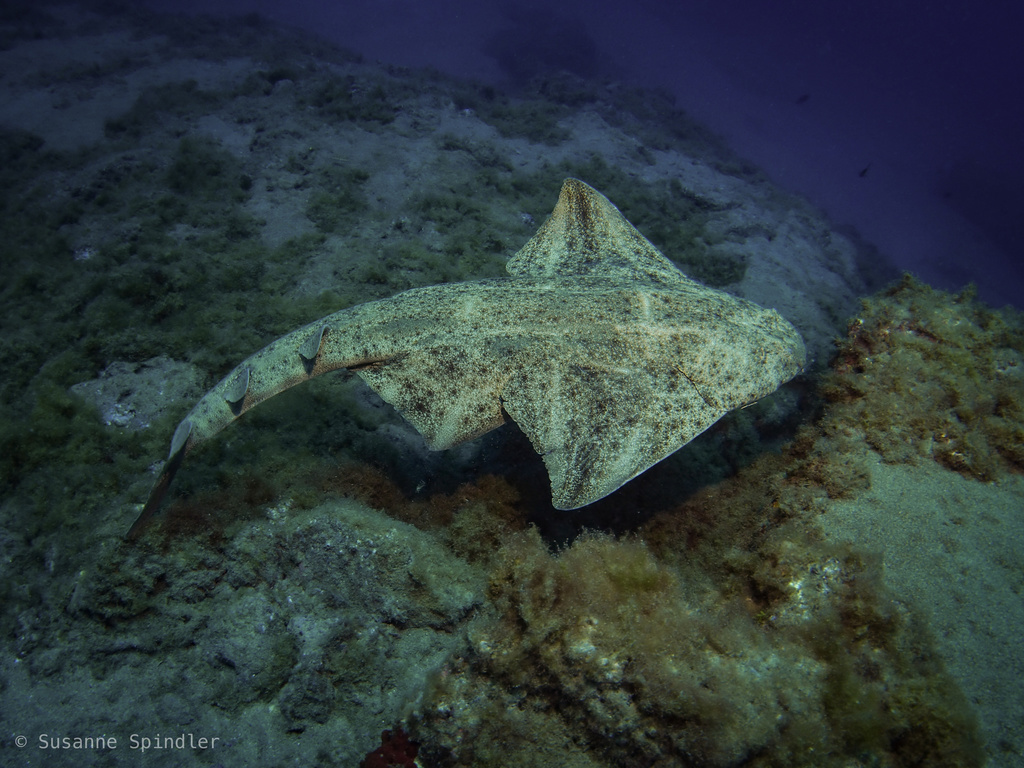Angelshark (Squatina squatina) - Marine Life Identification