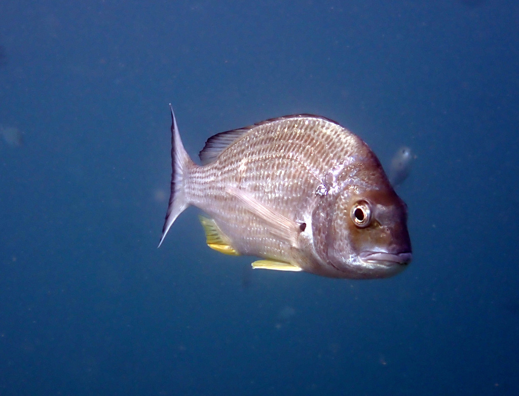 Yellowfin Bream (Acanthopagrus australis) - Marine Life Identification