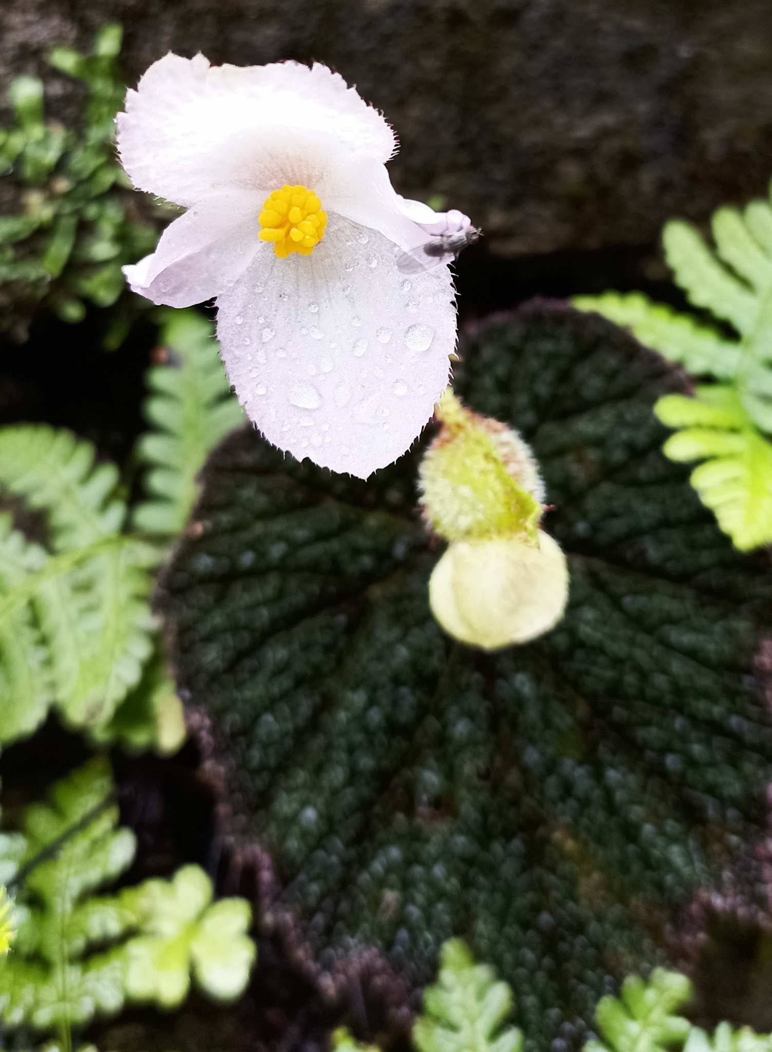 Begonia picta Sm.