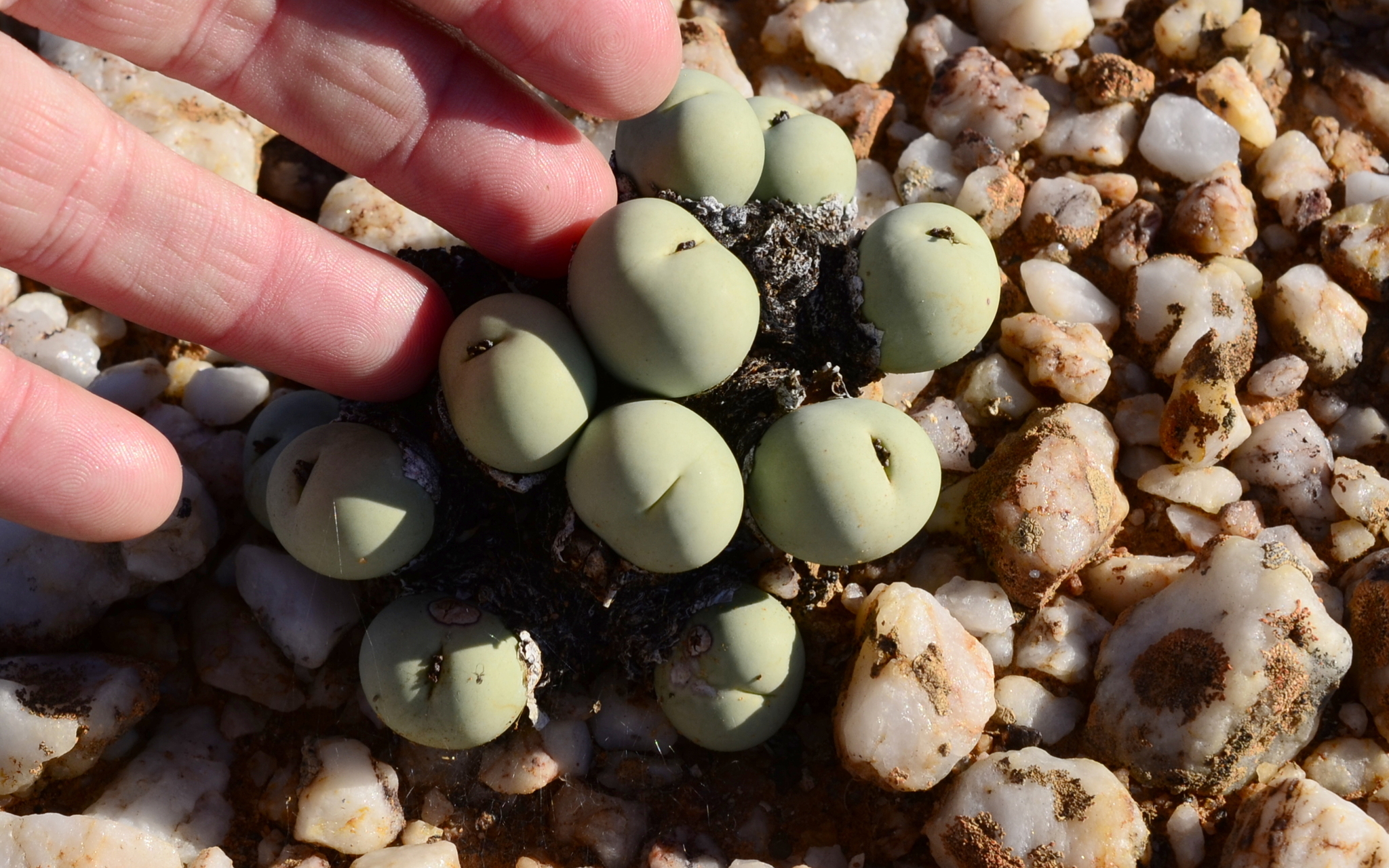 Conophytum calculus (Berger) N.E.Br.