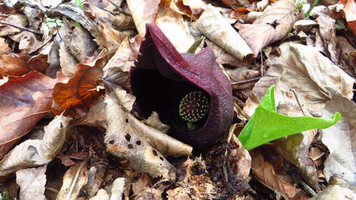 Subfamily Orontioideae · iNaturalist United Kingdom