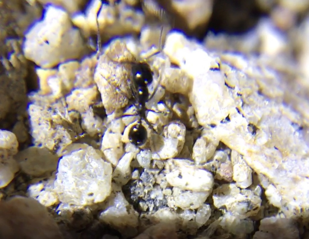 Veromessor pergandei from San Bernardino County, CA, USA on August 5 ...