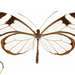 Glasswing Butterflies (Genus Greta) · iNaturalist