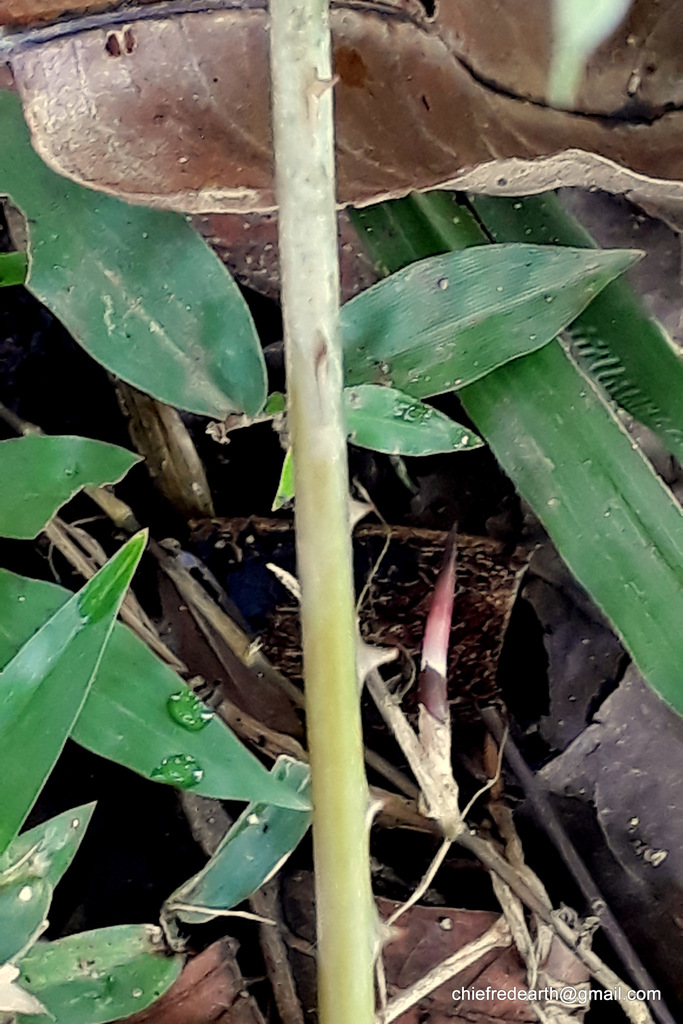 Indian Three-leaved Yam (Dioscorea hispida) - Botanical Realm