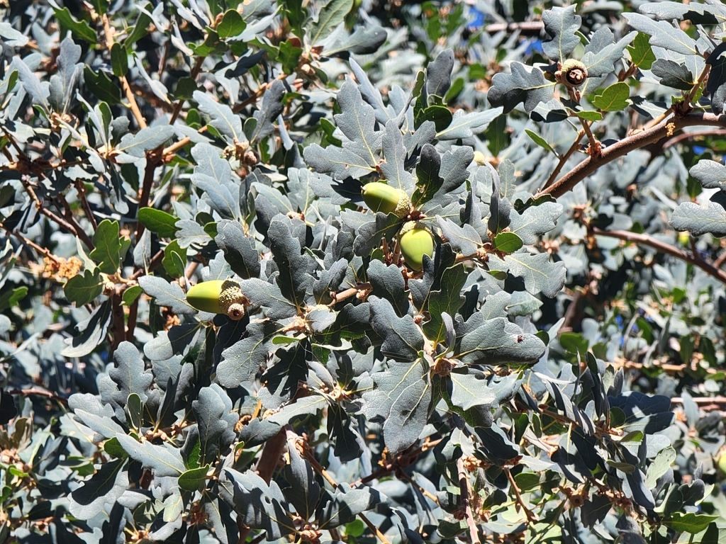 Looking for acorns from native oaks in Arizona and California : r/botany