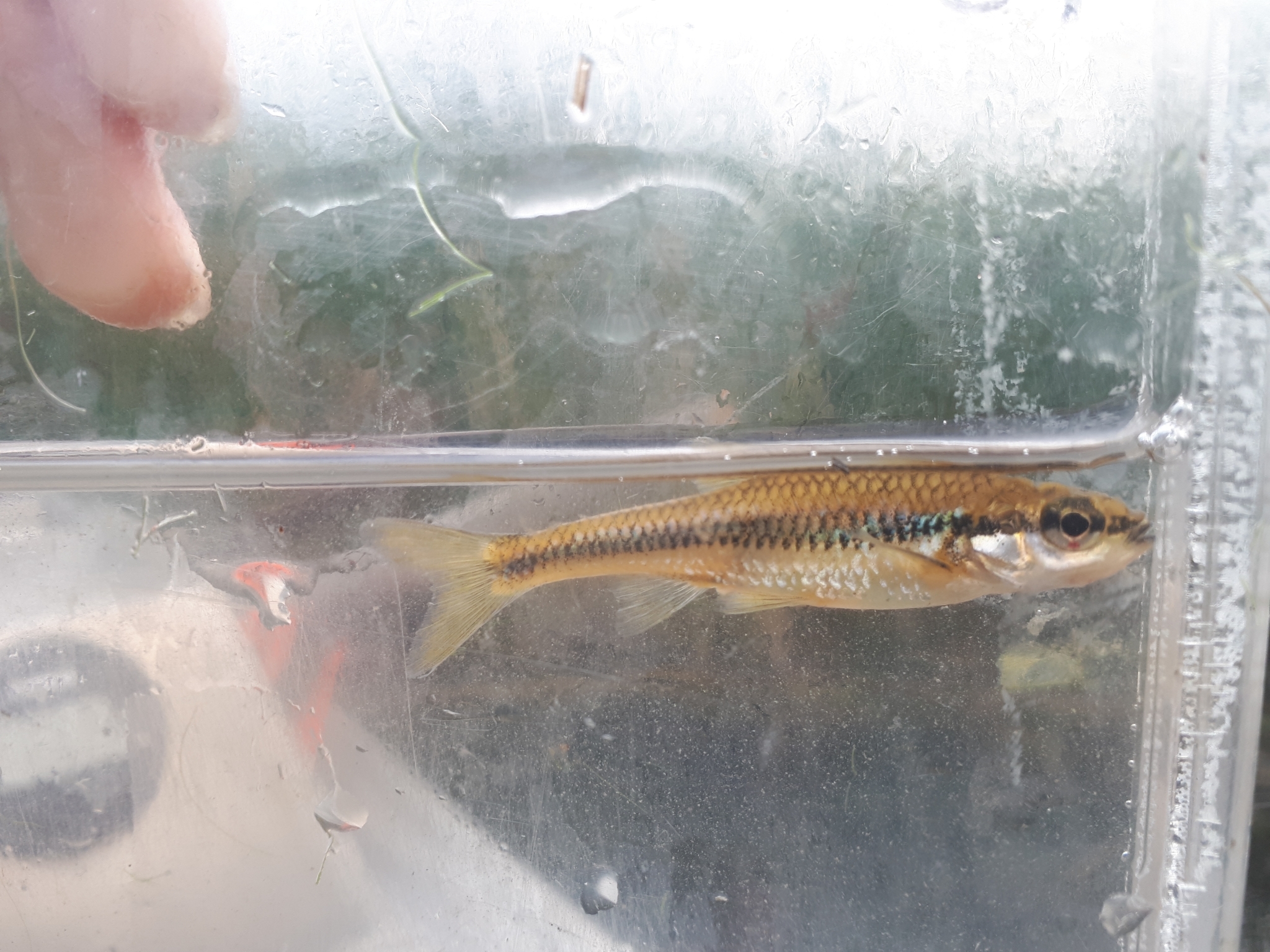 Notropis heterodon (Cope, 1865)