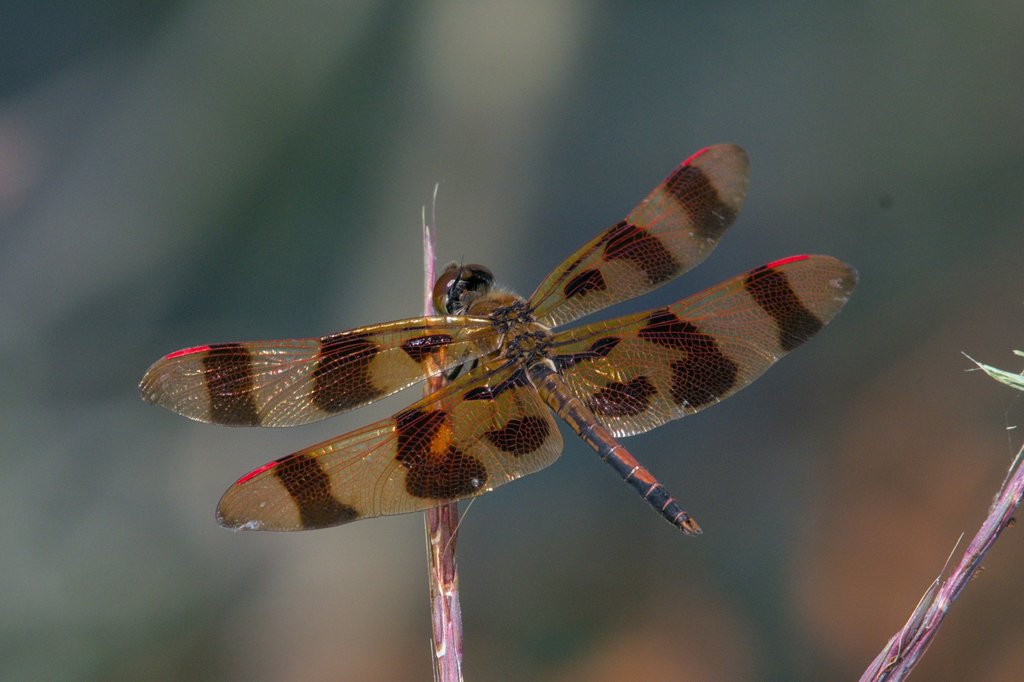Halloween Pennant from Walker, MI on July 21, 2021 at 01:07 PM by Zach ...
