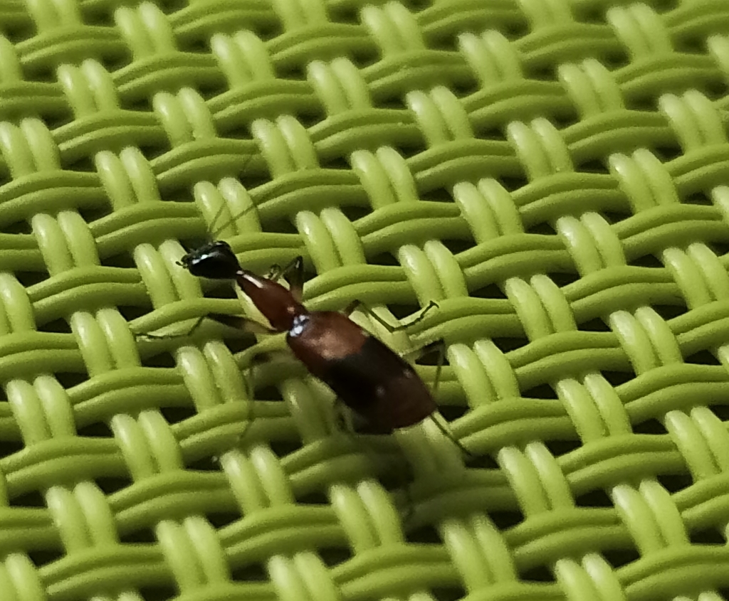 Ophionea indica from 9J7M+3WM, Rajshahi, Bangladesh on August 5, 2021 ...