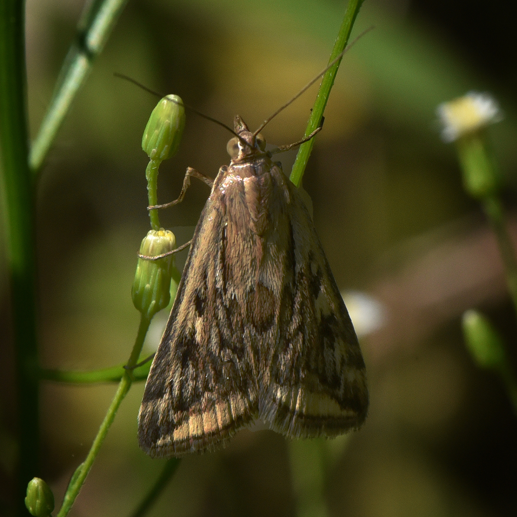Alfalfa Webworm Moth from Starke County, IN, USA on August 05, 2021 at ...