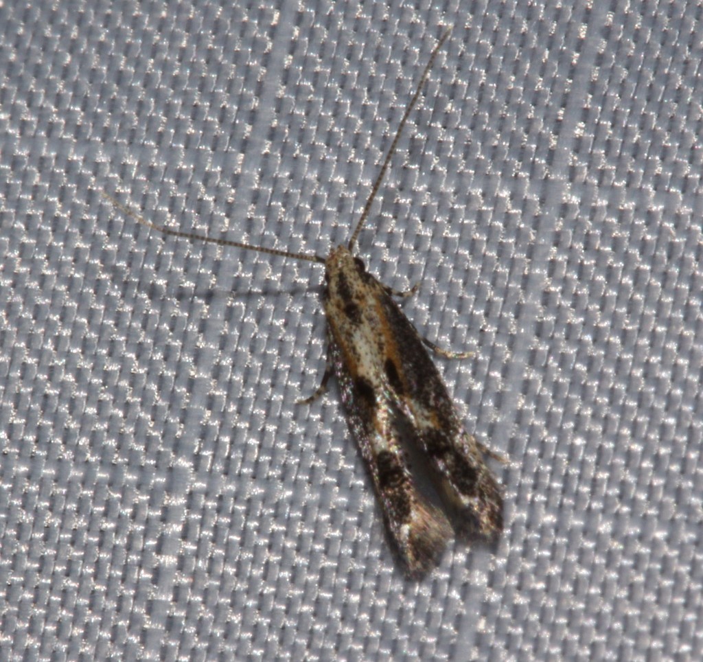 Apple Pith Moth from Métis-sur-Mer, La Chanterie, QC, Canada on August ...