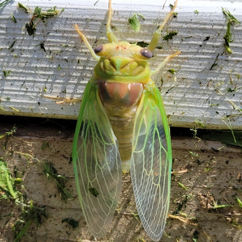 Walker's Annual Cicada in August 2021 by Katie B · iNaturalist