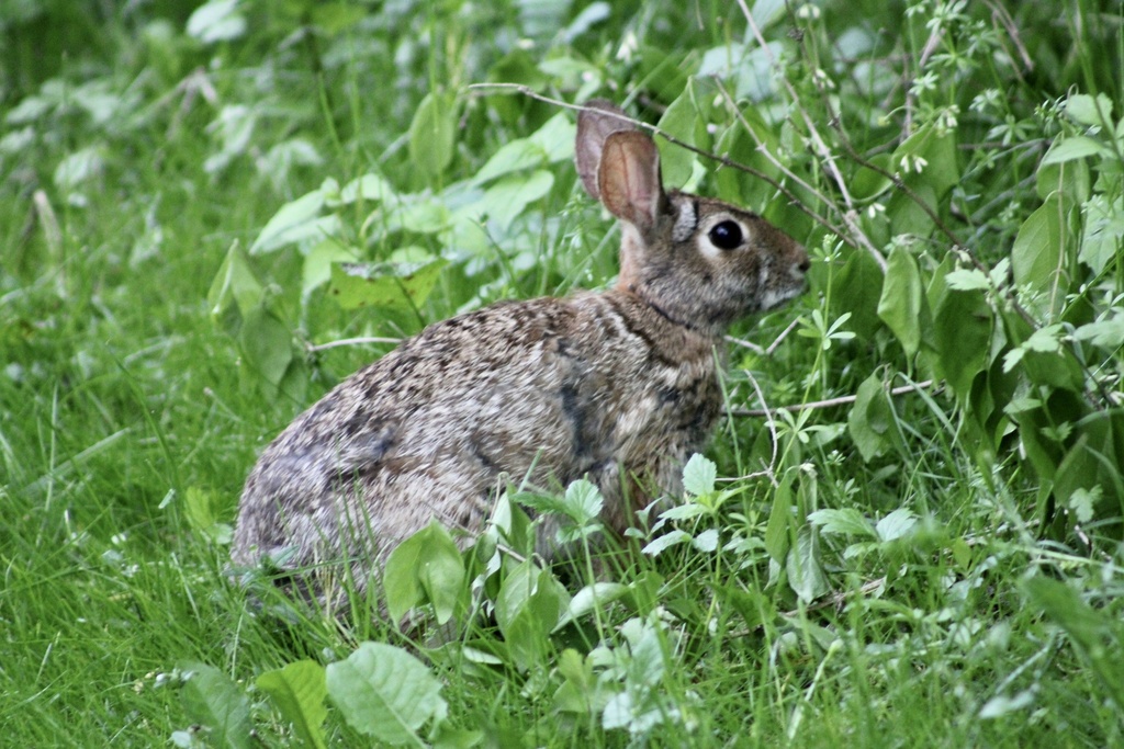 Eastern Cottontail from Osborn Metropark, Huron, OH, US on May 17, 2021 ...