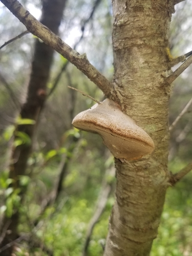 Phellinus pomaceoides · iNaturalist