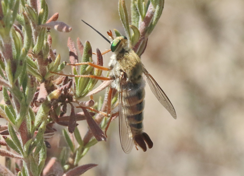 Delhi Sands Flower-loving Fly in August 2021 by James Bailey · iNaturalist