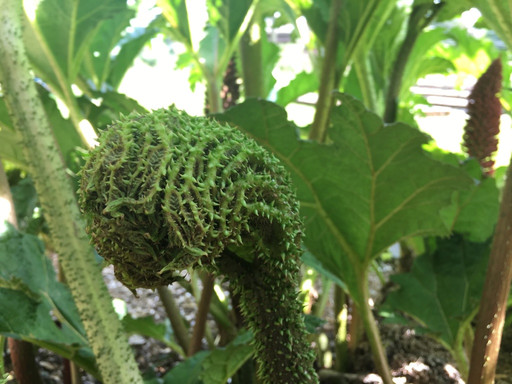 Gunnera tinctoria (LIFE medCLIFFS) · iNaturalist