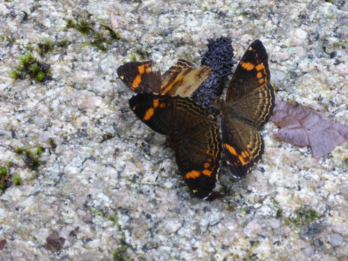 Subespecies Telenassa delphia trimaculata · iNaturalist Mexico