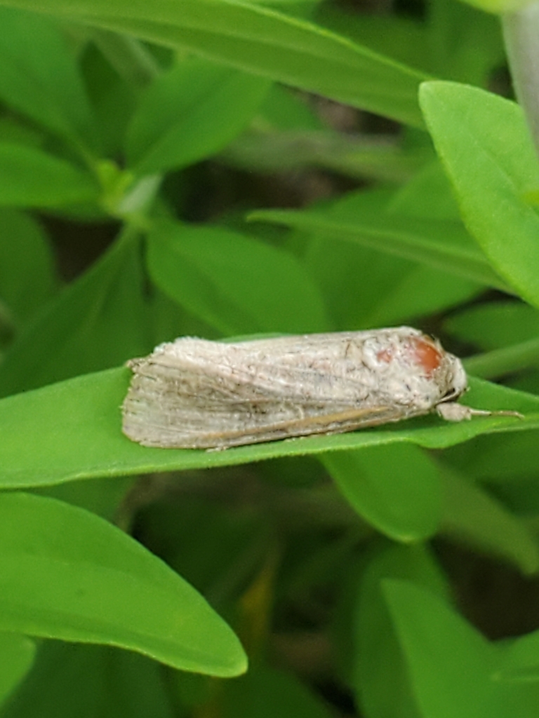 Fall Armyworm Moth from Alafaya, FL 32816, USA on August 5, 2021 at 04: ...