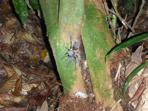 Orange Tree Spiders (Genus Tapinauchenius) · iNaturalist