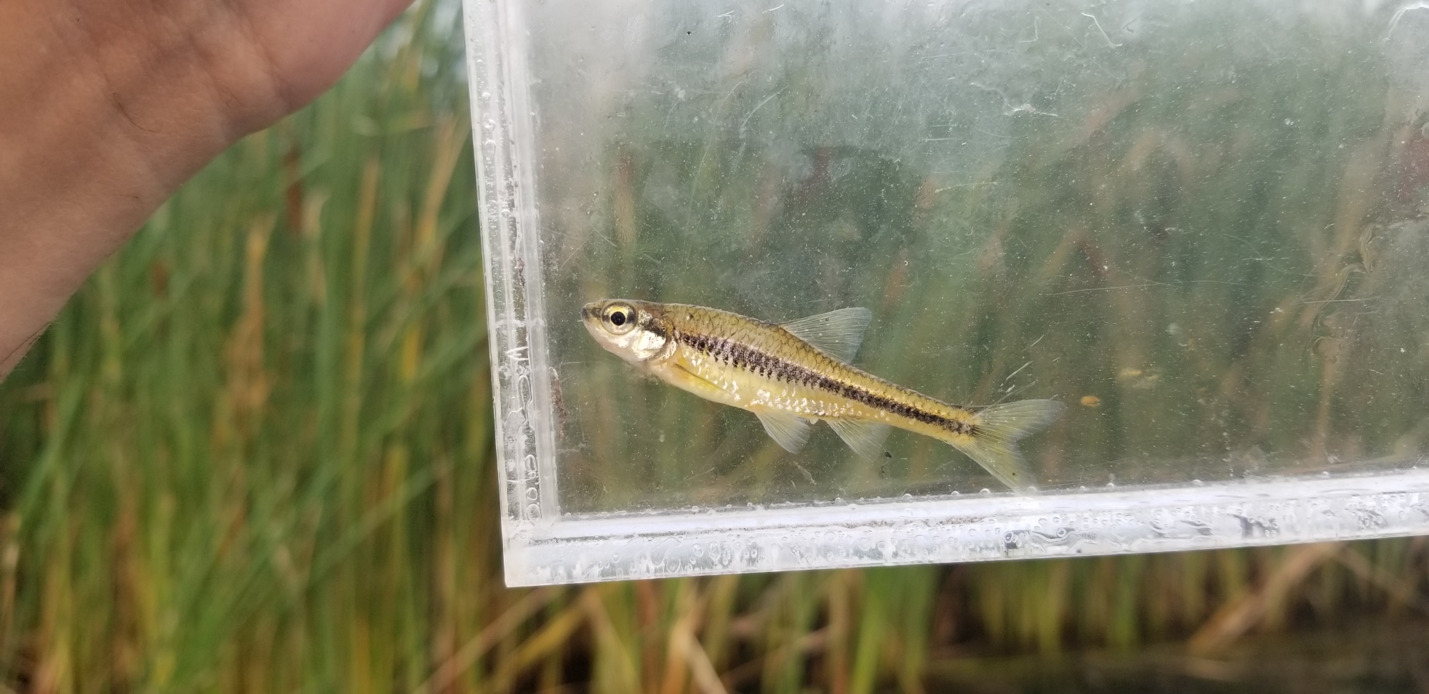 Notropis heterodon (Cope, 1865)