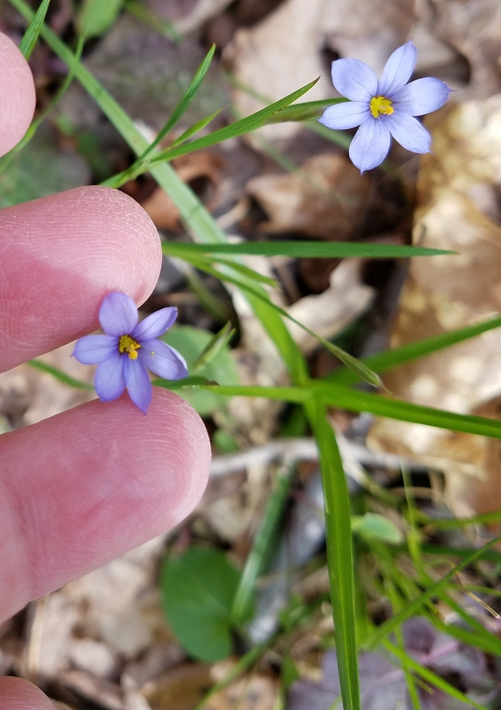 blue-eyed grasses from Inland Junction, AL on April 5, 2018 at 03:31 PM ...