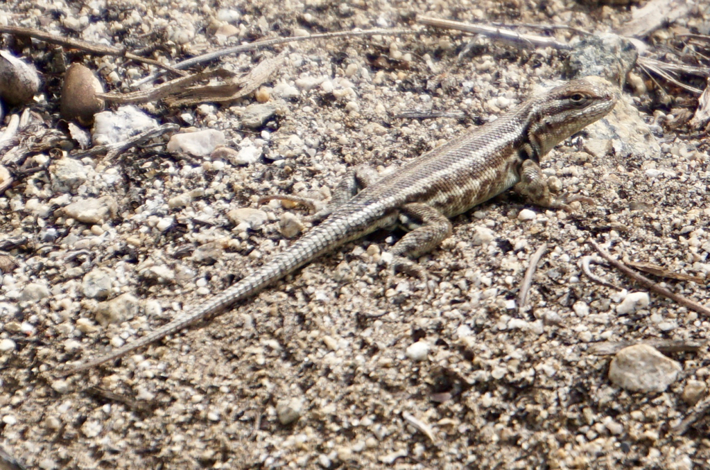 Common Sagebrush Lizard from Mono County, CA, USA on July 30, 2021 at ...