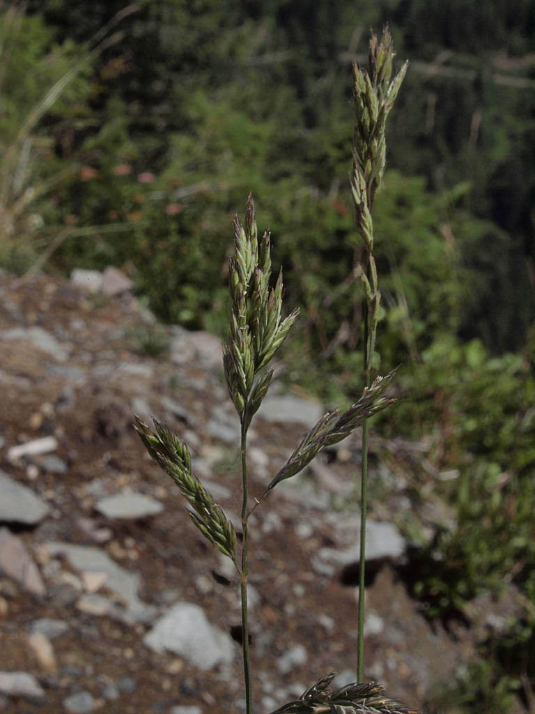 Mountain brome (Plants of Lone Mesa State Park) · iNaturalist