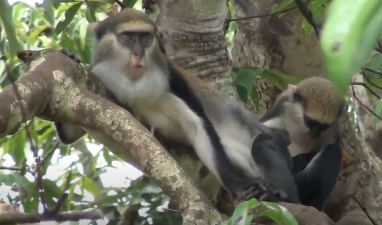Cercopithecus lowei Thomas, 1923