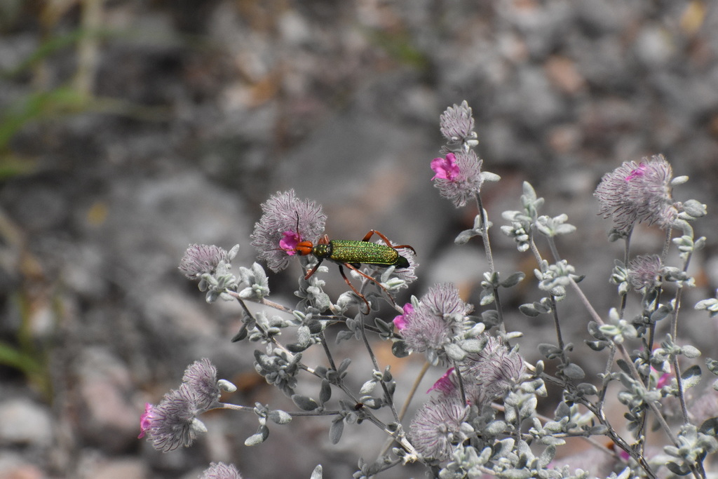 Eupompha fissiceps from Julimes, Chih., México on August 5, 2021 at 11: ...