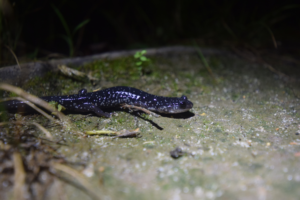 Southern Appalachian Salamander in August 2021 by gman122 · iNaturalist
