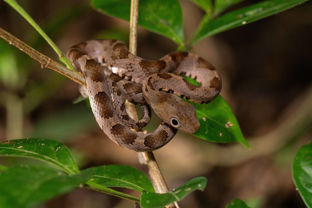 Esmarald Racer from Tambopata, Peru on July 12, 2021 at 09:35 PM by ...