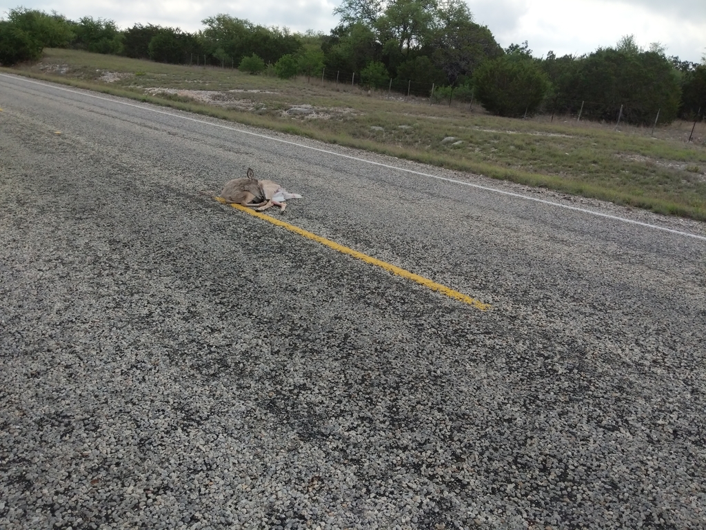 White-tailed Deer from 1585 US-377, Del Rio, TX 78840, USA on April 6 ...