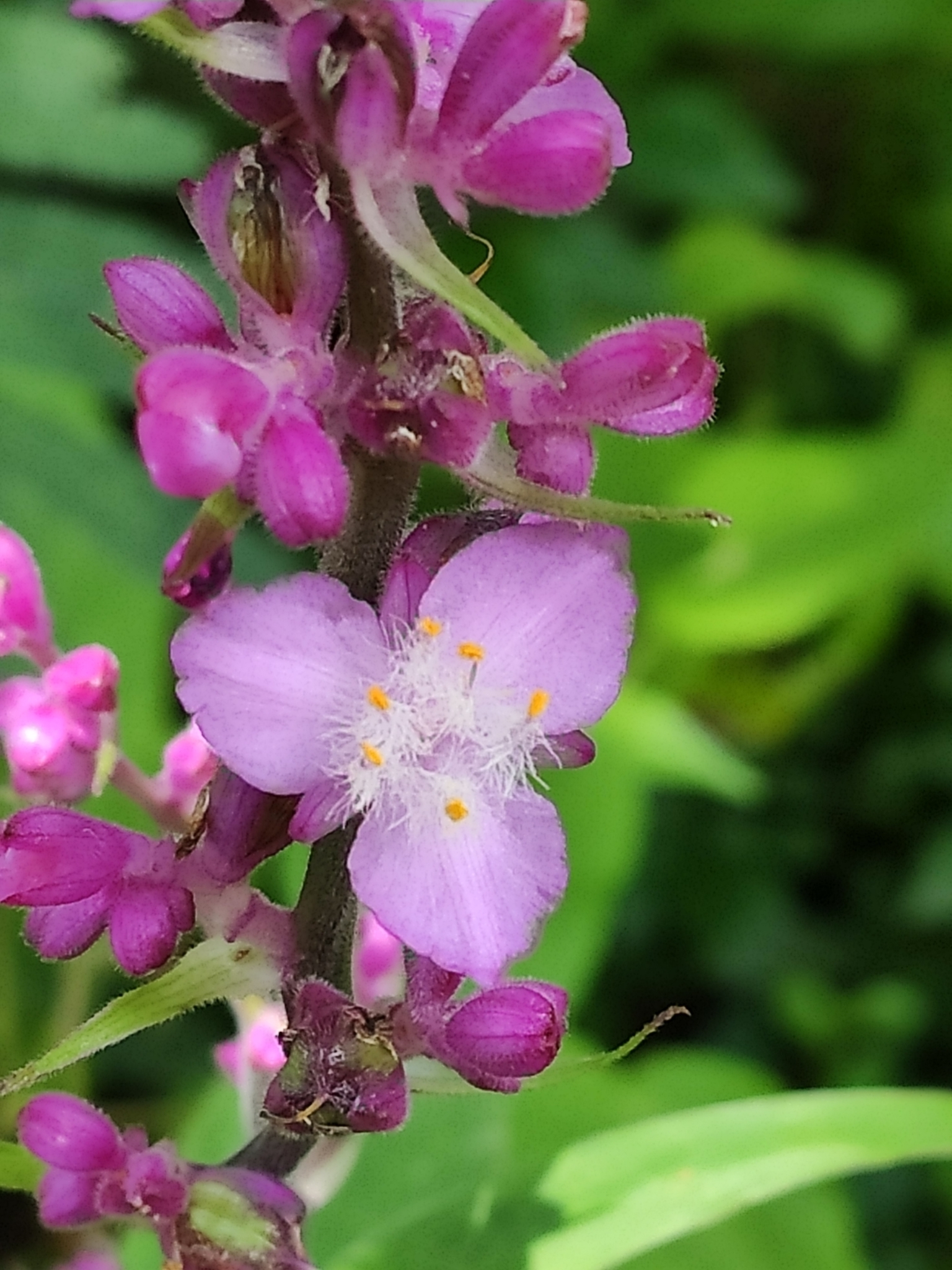 Thyrsanthemum floribundum (M.Martens & Galeotti) Pichon