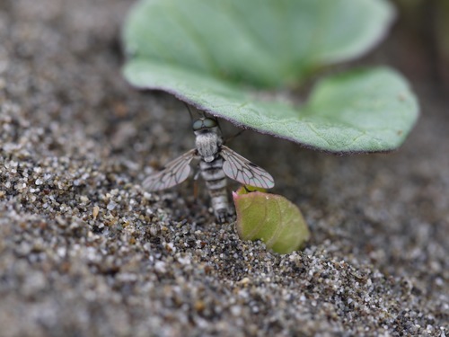 Genus Pallicephala · iNaturalist