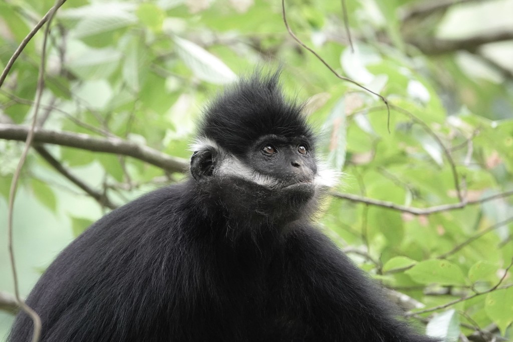 François' Lutung (Trachypithecus francoisi) - Know Your Mammals