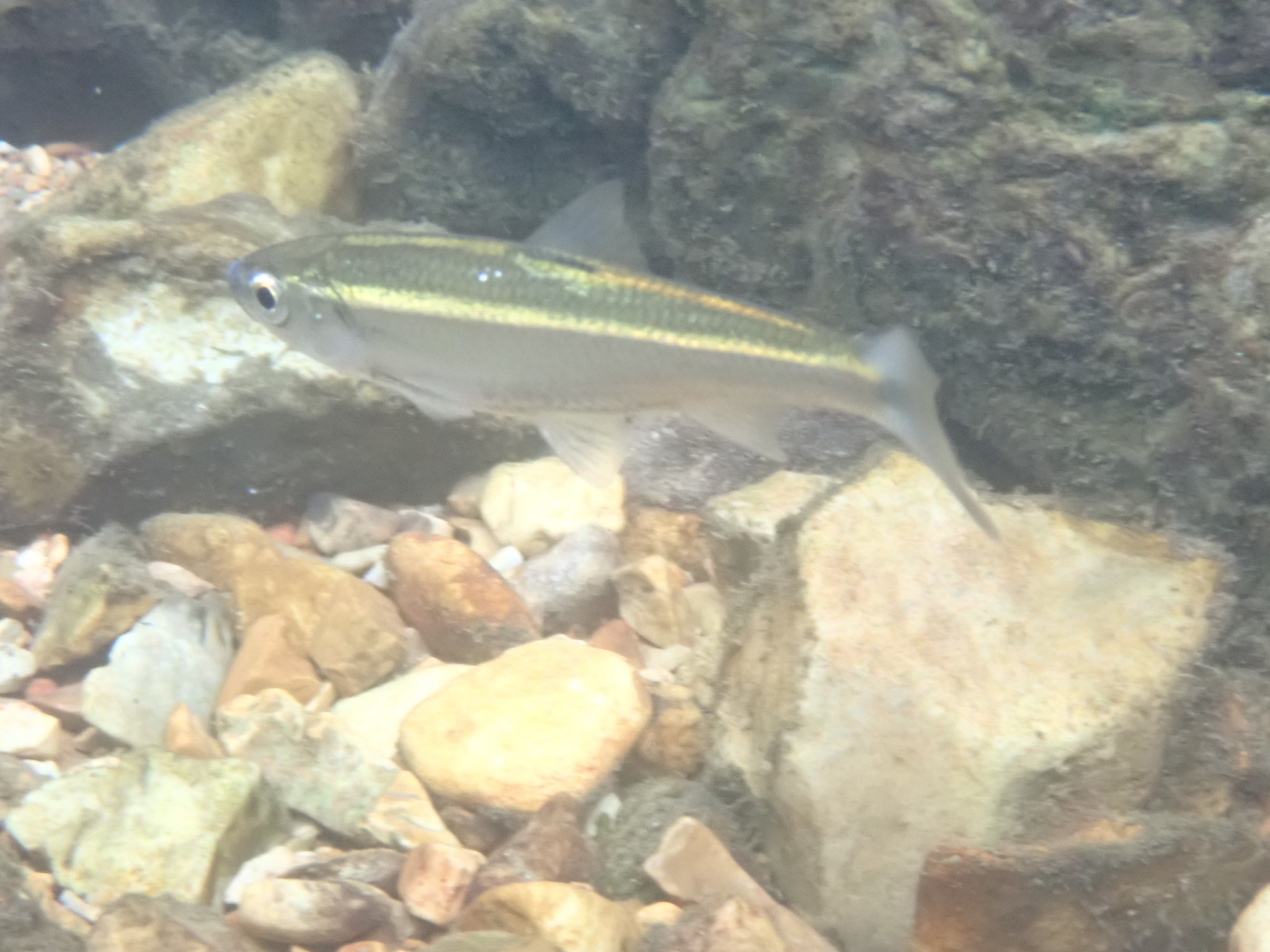 Luxilus cardinalis (Mayden, 1988)