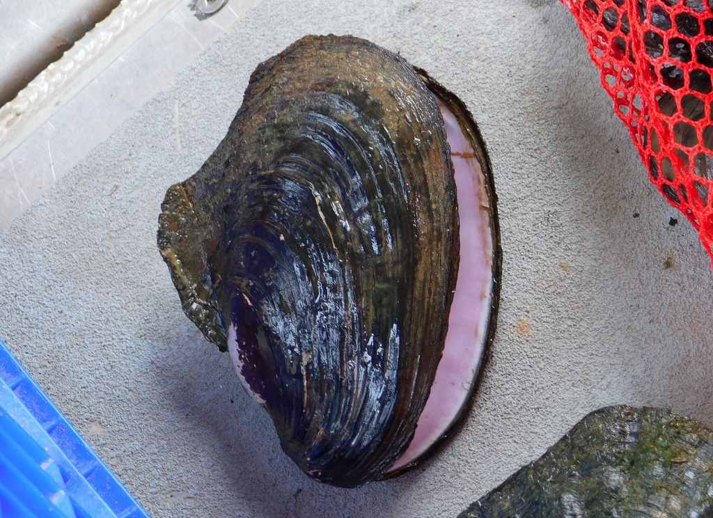 Pink Heelsplitter from Humphreys County, TN, USA on August 5, 2021 at ...