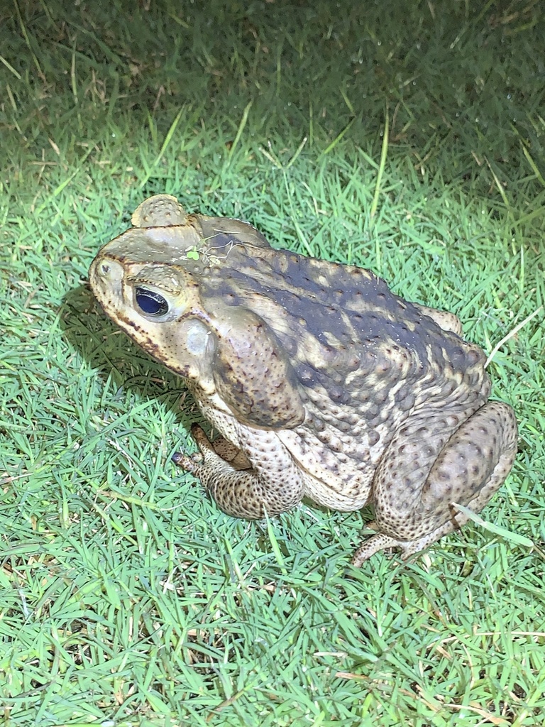 Giant Toad from Swift Ln, Santa Rosa, TX, US on August 05, 2021 at 10: ...