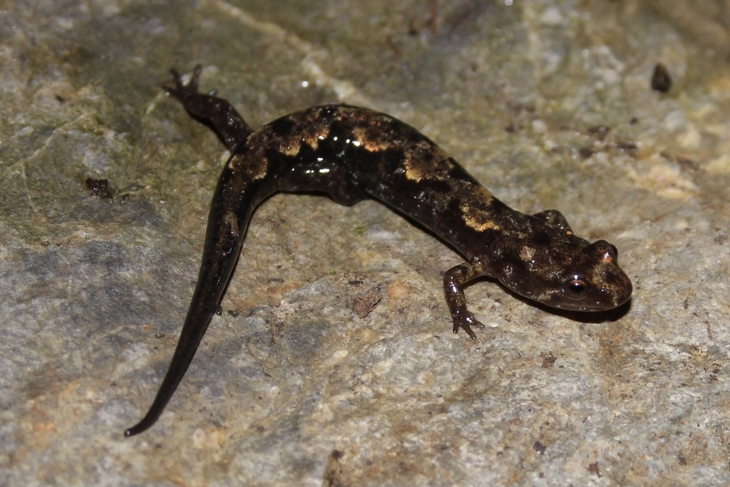 Blue Ridge Dusky Salamander from George Washington & Jefferson National ...