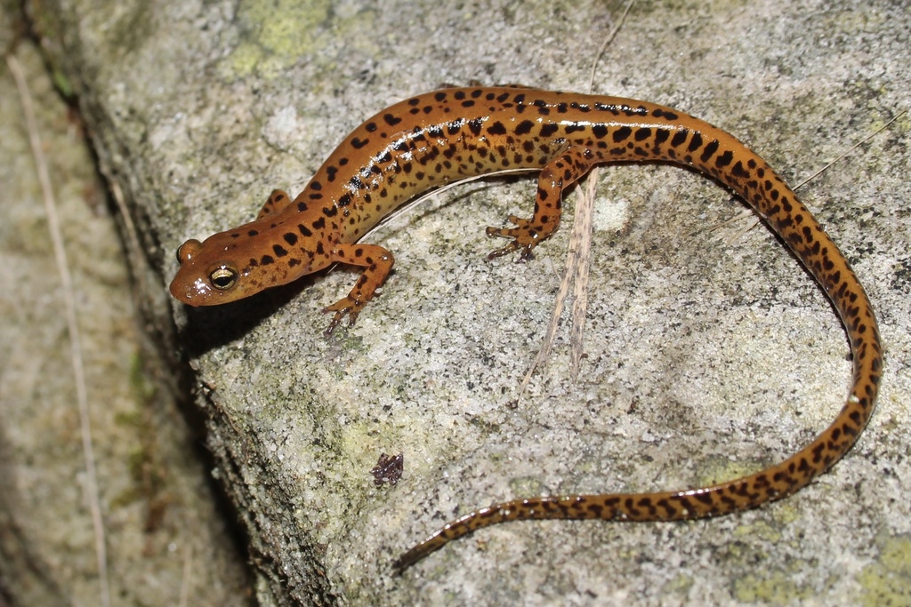 Long-tailed Salamander (Amphibians of North Park) · iNaturalist