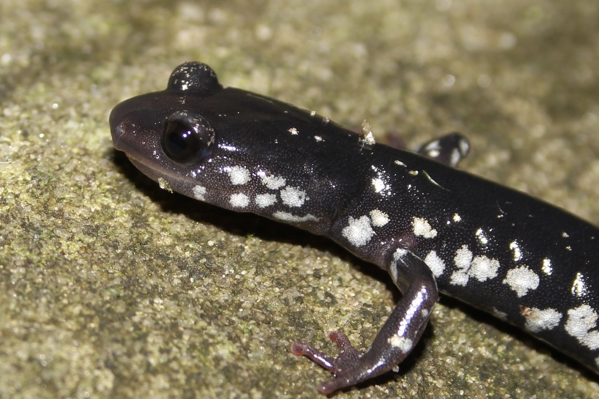 Plethodon kentucki Mittleman, 1951