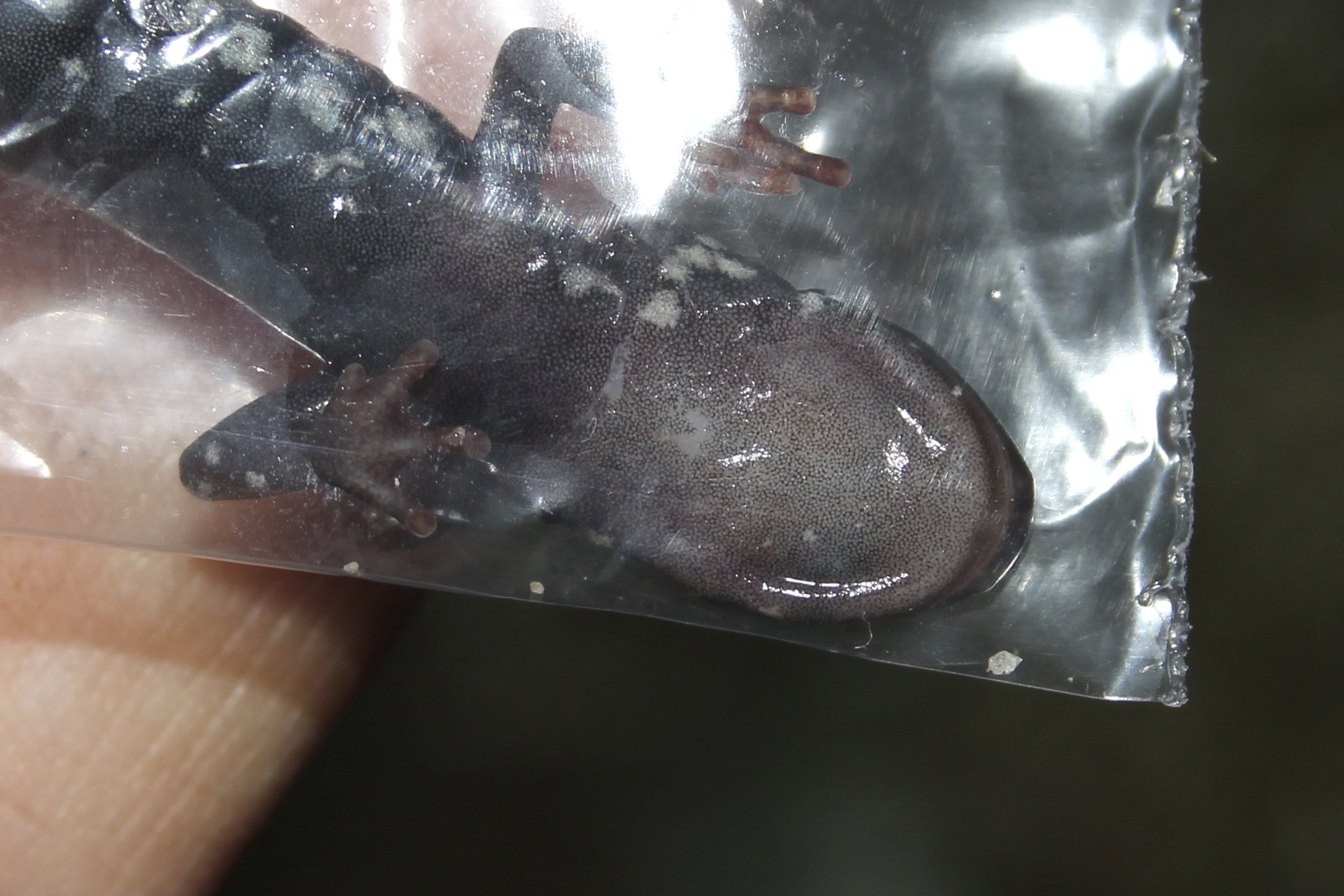 Plethodon kentucki Mittleman, 1951