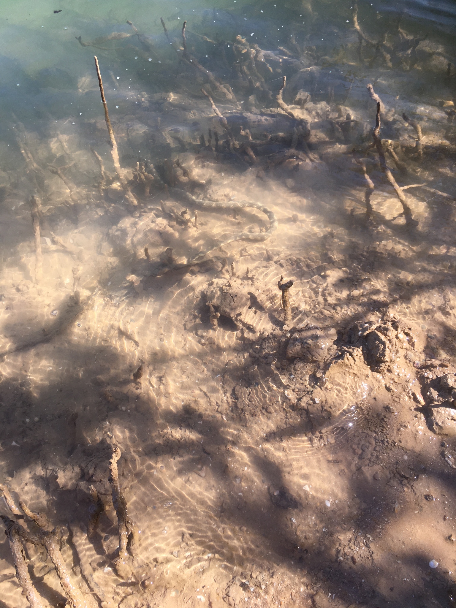 Ephalophis greyae Smith, 1931