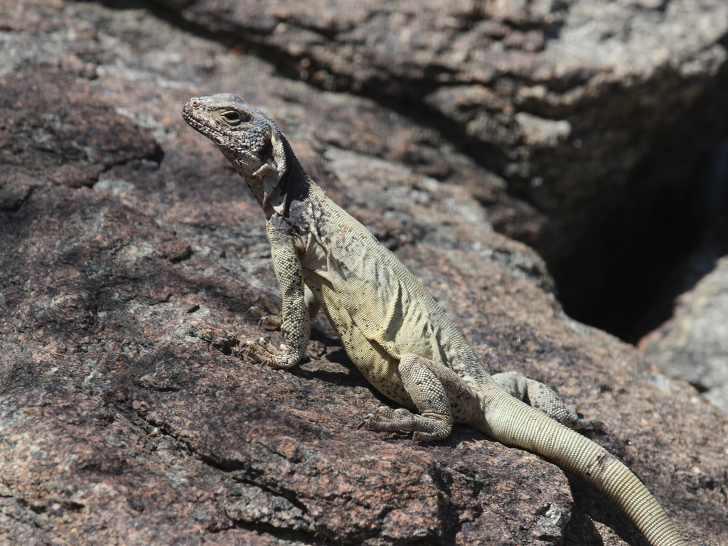Common Chuckwalla from Downtown Palm Springs, Palm Springs, CA, USA on ...