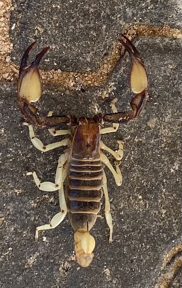 Robust Burrowing Scorpion from Nywerheids St, Omaruru, Erongo, NA on ...